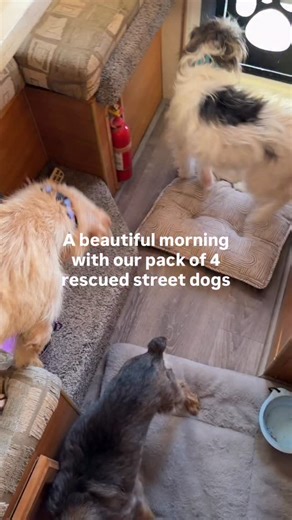 EXPEDITION OLA on Instagram: "We’ve got two very different vibes going with this pack🤣🐾 loco perros having the time of their lives and “learning how to dog” & then Six’s very calm, healing vibe!💛 I was happily surprised that Bella Reina was actually the instigator of the camper wrestling match and she got in on the hole digging with the boys! And I captured Six’s first really genuine happy smile!! In this reel, you get to see a glimpse of where we’re setting up camp for the next few days🌊✨ y