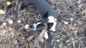 14 reactions · 7 comments | Lifestyle choices you make for your pets...