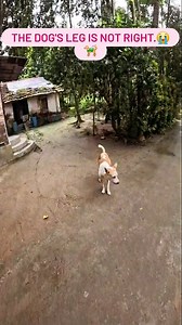 The dog's leg is not right.😭🦮##viral #trending #dogs | Bodybuilder Rocky 2