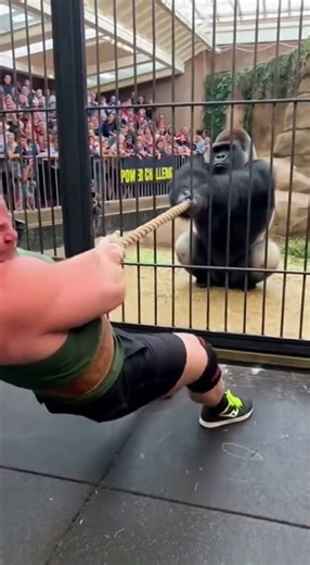 💪 Gorilla vs Human Strength Test — This Powerlifter Regrets Everything! 🦍🔥 #shorts