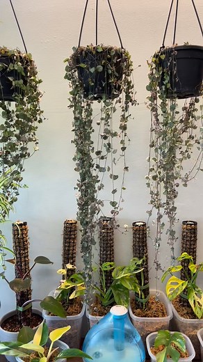 ✂️ • #varigatedstringofhearts #propagation #stringofhearts | Foraging Fosters