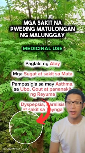 MALUNGGAY | Mga sakit na pweding magamot nito! #benefitngmalunggay #benefitsofmoringapills #benefitsofmalunggaypowder #benepisyongmalunggayjuice #healthbenefitsofmalunggayleavesjuice #benefitsngmalunggaysakatawan #benefitsngmalunggaysakalapati #benefitofmalunggayleaves #healthbenefitsofmalunggayleavestea #healthbenefitsofmalunggayleaves #benefitsngnilagangmalunggay #benepisyongmalunggaypowder #benefitsofmalunggayjuice #benefitsofmalunggayseeds #healthbenefitsofmalunggayseeds #benefitsngmalunggay