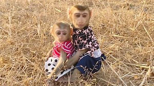 35K views · 635 reactions | So Sweet Baby Monkey Zono Look After Princes Maya When They're Going To Visit The Sunset | Monkey Free | Facebook