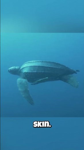 🐢 Leatherback Sea Turtles: No Shell?! 🐢 This Shocking Fact Will Amaze You!
