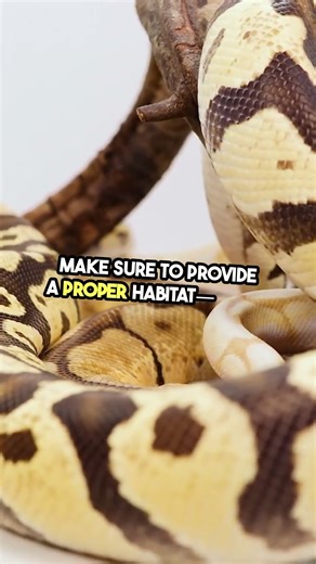 Thinking of getting a pet snake? #shorts