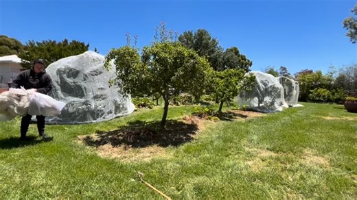 • here's an extended version, plus a time lapse of securing the nets around the trees. These sewn box nets are uber-easy to put over. The most time taken is wrapping them around the trunk and securing with safety pins so the birds cannot get in. | Dibber & Boots | Facebook