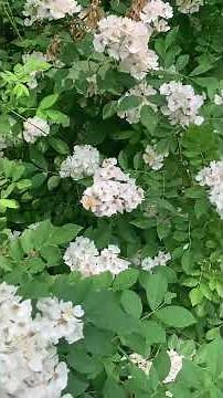 Edible and medicinal uses of the multiflora rose bush