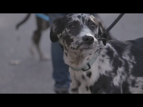 Embark Reunites Sibling Pups Using New Relative Finder Feature