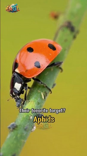 The Ladybug — Nature’s Most Adorable Pest Controller #ladybug #insectfacts #pestcontrol