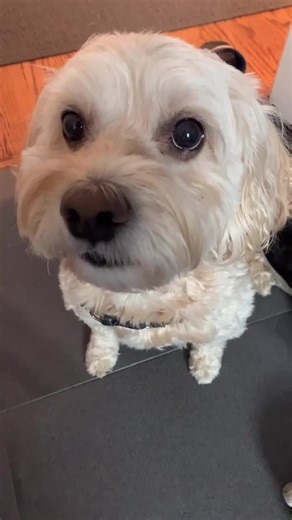 Adorable White Fluffy Puppy Compilation