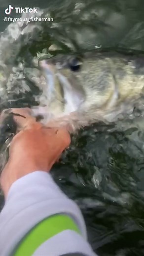 Respectful Fishermen: Quality Fish Releases and Bass Fishing