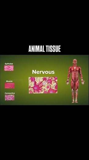 Animal Tissue