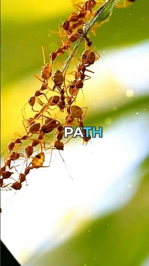 The Incredible Intelligence of Ants - Natural Bridge Building!