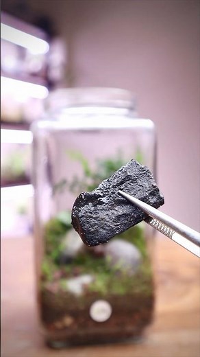 Springtails for closed terrariums