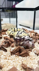 Ball python eat little white mouse.