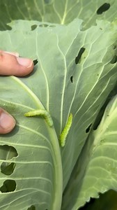 Went out to check on my garden and noticed quite a few holes in my cabbage leaves… and you know what that usually means — cabbage worms! 🐛 If you’re seeing little green caterpillars or white moths fluttering around your brassicas, it’s time to take action. Here are a few tips to prevent and manage cabbage worms: ✅ Try companion planting – Growing herbs like dill, thyme, or flowers like nasturtiums nearby can help deter cabbage moths naturally. ✅ Use floating row covers – These can help keep the