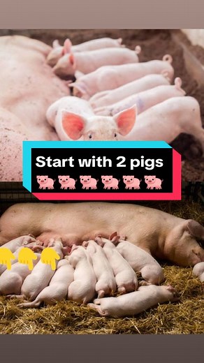 #farming #agriculture #pig STARTING PIG PROJECT: 1 SOW & 1 BOAR Estimated Costs ( feed and Pigs) Buying at: $300/ pregnant sow (female pig) $250/boar FEED FOR 5 MONTHS Boar and Sow meal 2.1kg/sow/day & 2kg/ boar/day Total feed: Per day=4.1kg Per month=123kg Per 5 months=615kgs approximately 13bags Cost: $28/bag = $364 Expected piglets: 8piglets average FEED FOR 1 MONTH Creep meal 500g/piglet /day Per day=4kg Per month=120kgs approximately 3bags Cost: $33/bag= $99 FEED FOR 3MONTHS Pig grower meal
