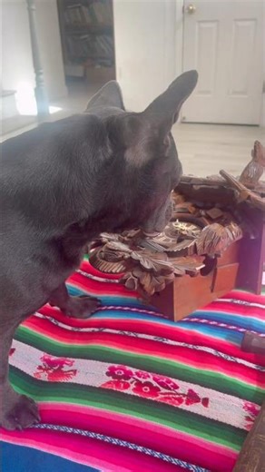 French Bulldog Fixes an Old Cuckoo Clock 😂🕰️ #Shorts