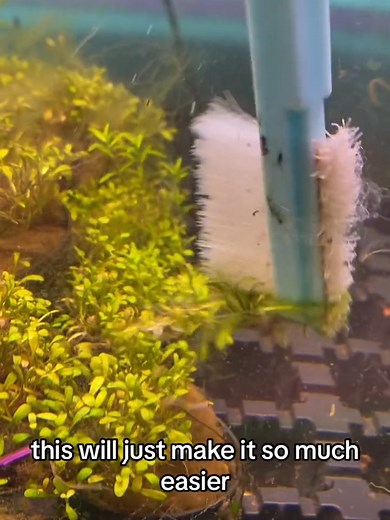 Como remover algas do aquário com Algaefix