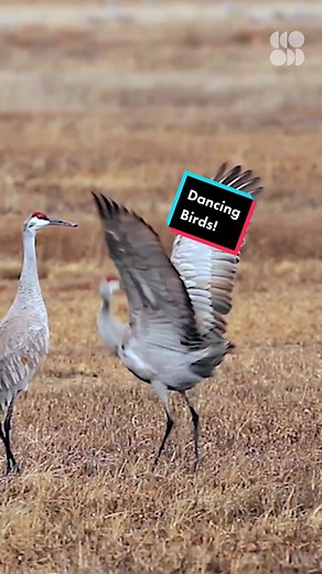 Mesmerizing Bird Mating Dances: Science 101