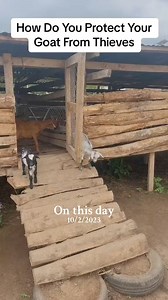 247K views · 3.6K reactions | This is how we protect our goats from thieves and other predators #semanhyiafarms #farminginafrica #agroventures #livestock #boergoats #feed #nutrition | Farming In Africa | Facebook