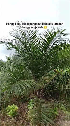 kebun sawit #sawit