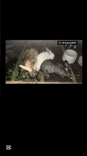 Documenting raising Rabbits first Timer