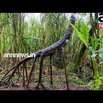 The walking tree of South America