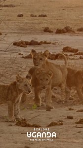 Witness the sight of ‘Simba’ with your eyes as it roams through the Pearl of Africa’s savannah. #ExploreUganda #UniquelyOurs | Explore Uganda