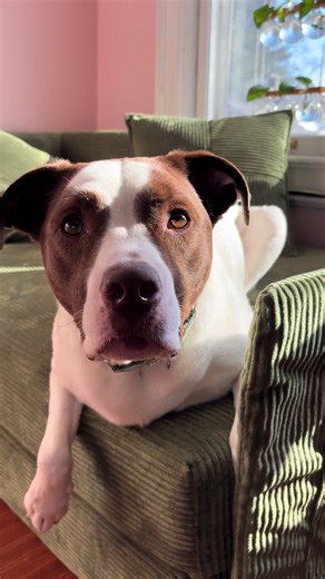 The sniff test never lies. 🐶💙 We picked up @Blue Dog Bakery Peanut Butter Softies @Walmart and they’ve officially earned Mac’s approval. Soft, peanut-buttery, and made without artificial colors or flavors, the kind of treat I feel good giving her every day. 🐾 #partner #chicagohummingbirds