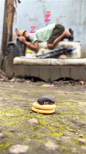 I just want to snore, I hope the pill millipede likes the gift from me #pillmillipede