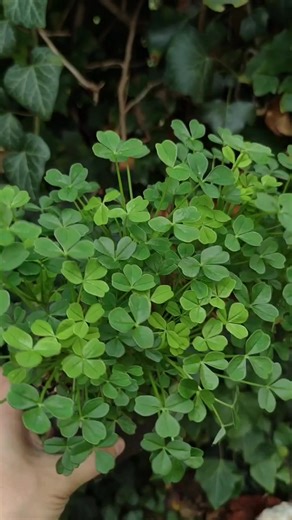 Oxalis crest | MINI GREEN