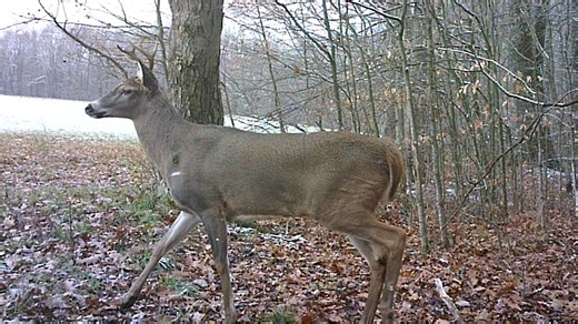 5 hunters shot, including 2 fatalities, during Pennsylvania deer season