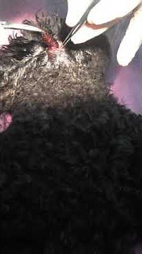Botfly Larva Removal From Dogs Head.