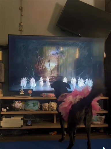 274K views · 15K reactions | La mejor bailarina de ballet que hayas visto 朗 | Caritas de Pelos | Facebook