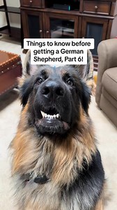 Part 6! Things to know before bringing a GSD home! #fblifestyle #fyp#fypシ゚viral#moose#mooselycke#gsdoftiktok#gsdpuppy | moosiethegermanshepherd
