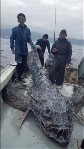 25-Foot Alien-Looking Fish Caught Off Japan’s Coast—Scientists Alarmed
