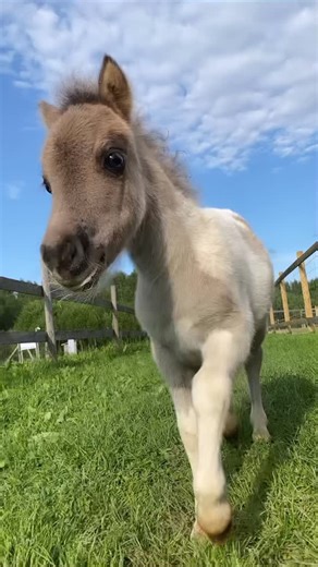 Colored horses and miniature ponies on Instagram: "Little cutie. 😍 . . . #pony #horses #equine #horse #horselove #horselover #equestrian #pferd #cheval #paard #лошади #zirgi #horseaddicted #ponies #minipony #shetlandpony #foal #ponylove #mylittlepony #miniaturepony #ponyfoal #cuteanimals #instapony #minihorse #shetland #ilovemypony #shetty #cutepony"