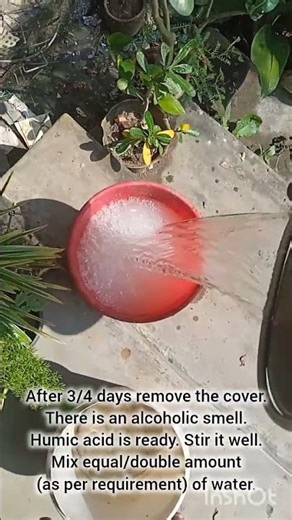 Humic acid preparation in home. #beautiful #chrysenthemum #garden #flowers #humicacid