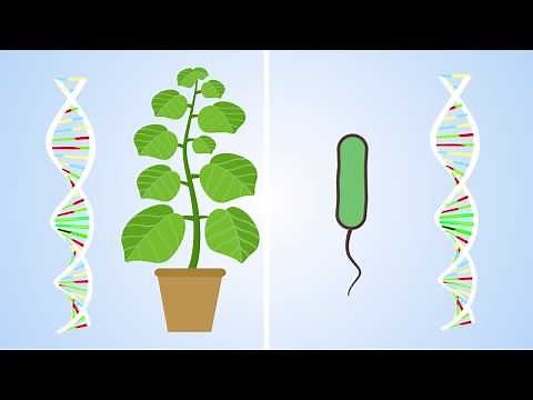 Plants have an immune system… and it’s complicated
