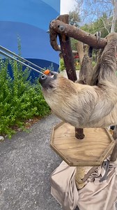 89K views · 9.2K reactions | Slightly sleepy, but also still down to munch . . . #animals #cuteanimals #cute #animal #sloth | San Antonio Zoo | Facebook