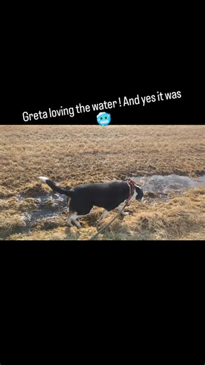 1.3K views · 14 reactions | Greta loving the puddle walk #hikingtails #bordercollie #packnation #packwalk #dogsofinstagram | Hiking Tails LLC | Facebook
