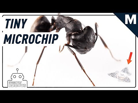 This Teeny Tiny Winged Microchip Is the Size of A Grain of Sand | Mashable