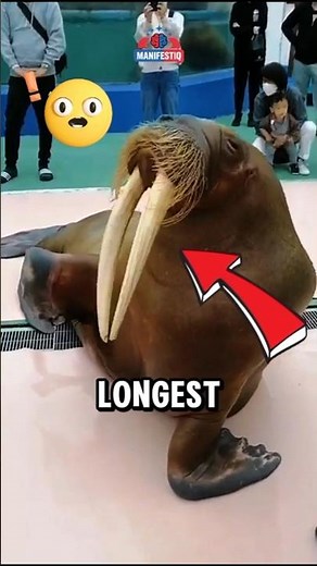 Animals With Insanely Long Fangs! 😱 #facts #animalfacts #wildlife