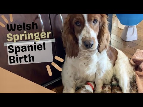 Our Welsh Springer Spaniel Giving Birth - Jia
