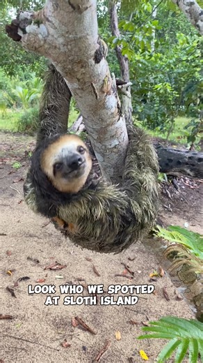 6.6K views · 81 reactions | Slow down! Let’s learn some fun facts about sloths . See them Sloth Island Nature Resort | Visit Guyana | Facebook
