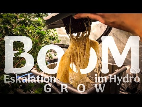 🇦🇺 Australian Bastard Cannabis 🥦 eskaliert im Hydro System völlig 🧨 // Zeit für LST 💪🏼 und HST ✂️