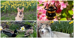 14 of your best photos showing spring time in Sheffield in 2024