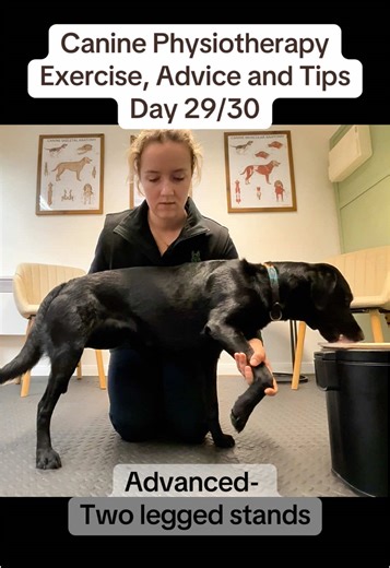 🐾 Two-legged stands are an advanced strengthening and stability exercise used in canine rehabilitation. By lifting the limbs, the remaining limbs must take more load, forcing the body to engage the core, joint stabilisers and postural muscles to maintain balance. This helps improve limb strength, proprioception, balance and neuromuscular control, while also highlighting any asymmetry or limb offloading. ⚠️ Advanced exercise: only appropriate for dogs with good baseline strength and balance. Not