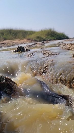 River fish video #fish #video #reels | Discovery Site